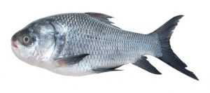 माशांची मराठी नावे | Fish Names in Marathi and English - Help Diva