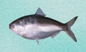 माशांची मराठी नावे | Fish Names in Marathi and English - Help Diva