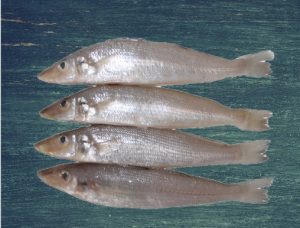 माशांची मराठी नावे | Fish Names in Marathi and English - Help Diva