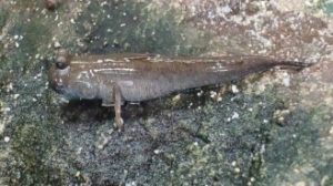 माशांची मराठी नावे | Fish Names in Marathi and English - Help Diva