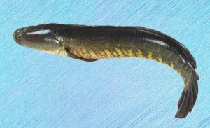 माशांची मराठी नावे | Fish Names in Marathi and English - Help Diva